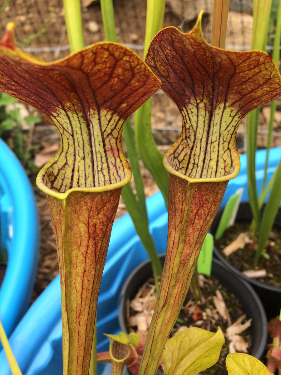 Sarracenia "Kermit" – Carnivorous Plant Store
