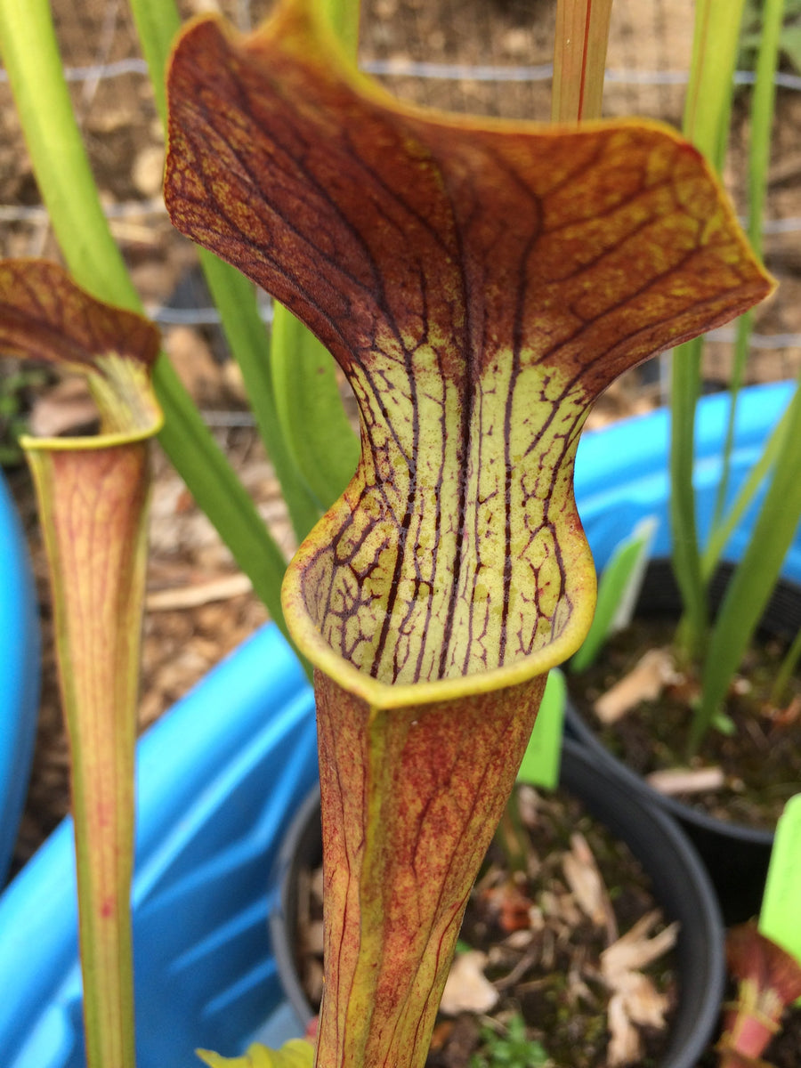 Sarracenia "Kermit" – Carnivorous Plant Store