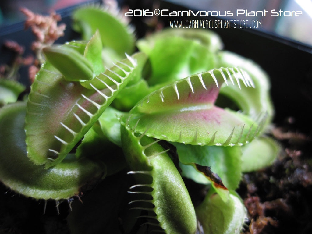 Venus Flytrap 'Alien' – Carnivorous Plant Store